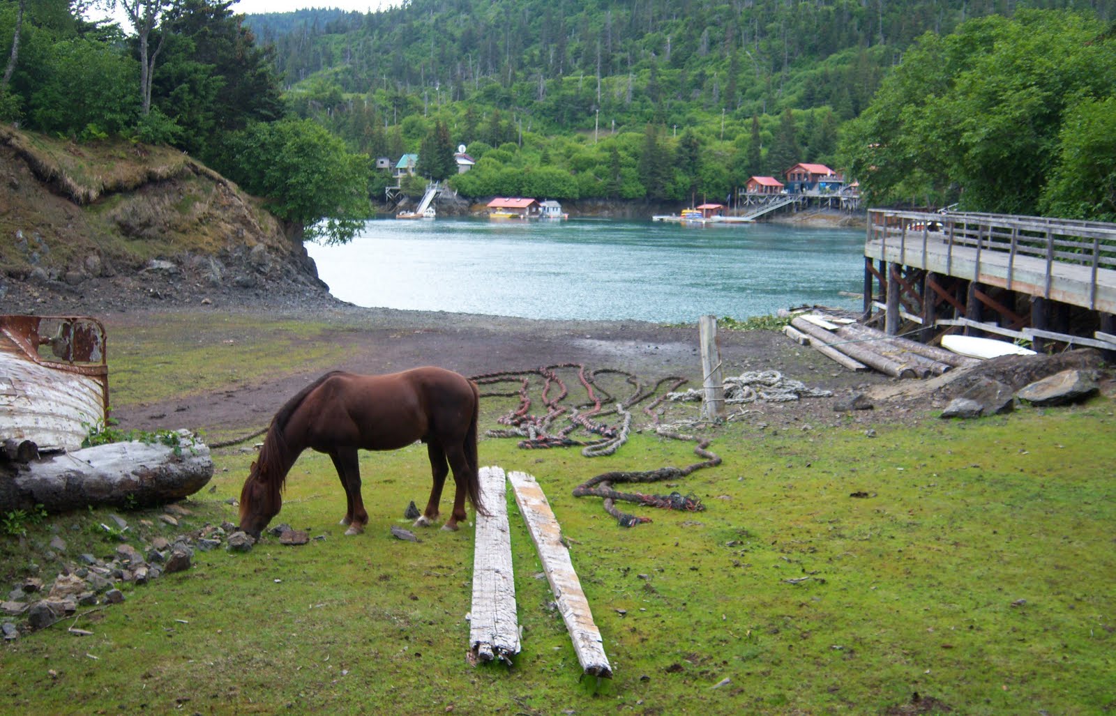 Life in Alaska — A View From Homer: Halibut Cove