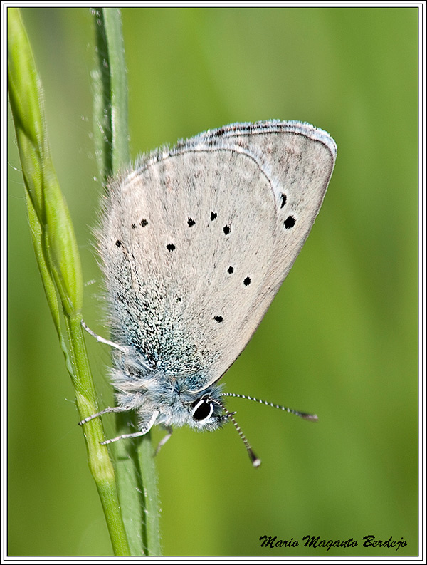 PERDIDO EN EL AMAZONAS: Glaucopsyche melanops (Escamas azules)