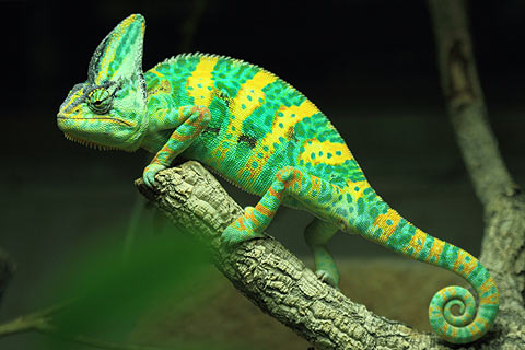 Animale: CAMELEON
