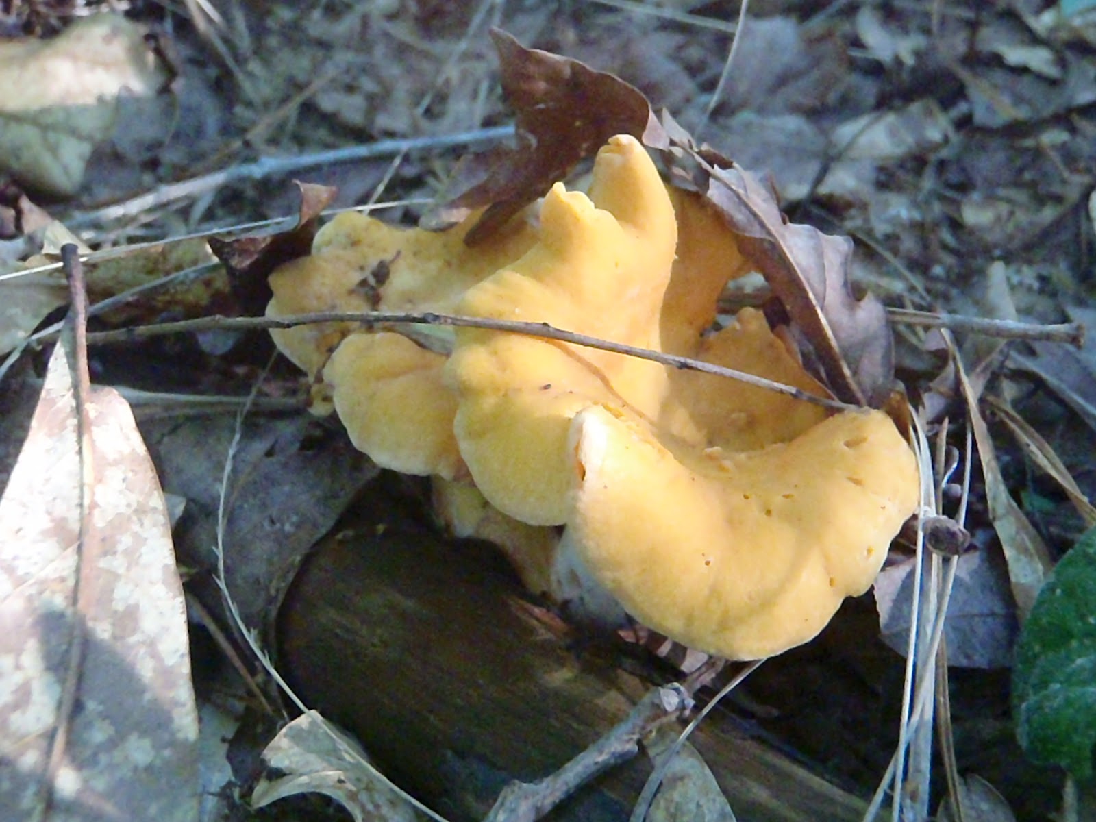 Beer, Banjos, Boats, and Biology: Alabama Chanterelles
