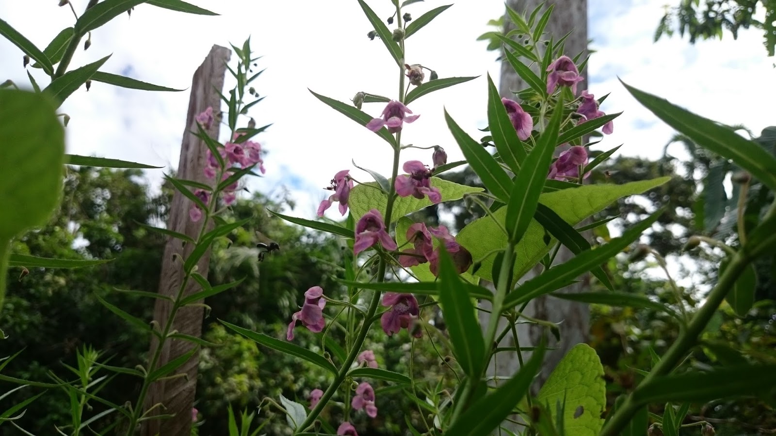 Bunga Kesukaan Lebah Kelulut