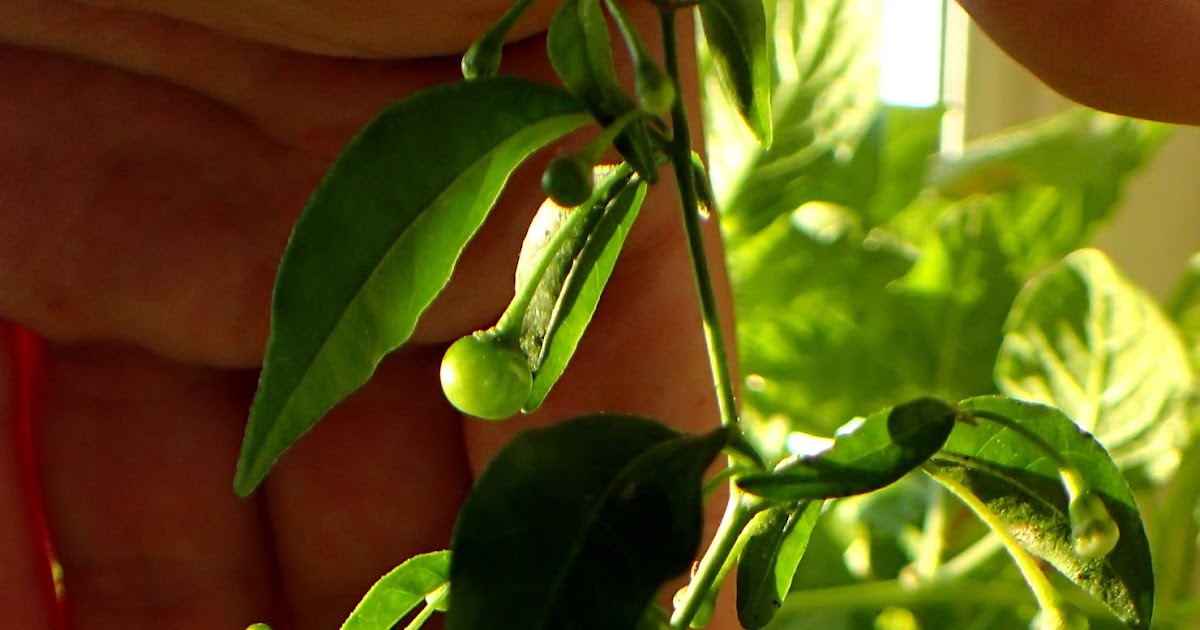 Scirpidiella's Plants: Hardy Chili (Capsicum flexuosum)