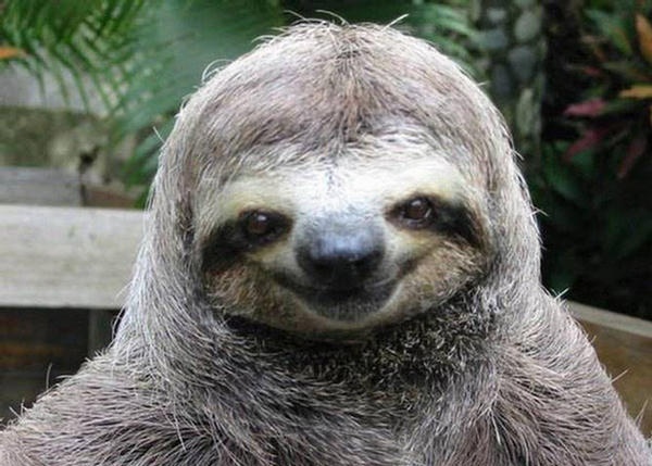 Animals With Smiley Faces ~ Big Fun - The Fun Blog