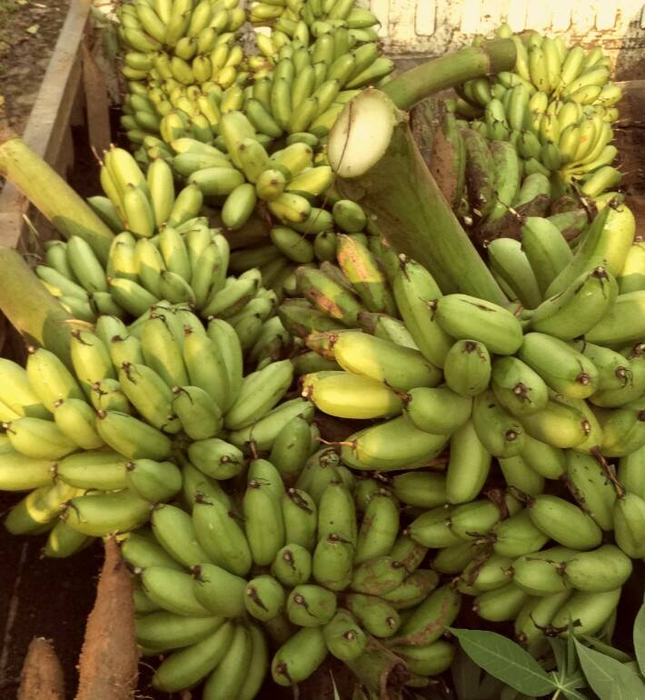 Mitos Gedang Mas dan Kearifan Lokal - Gedang Mas