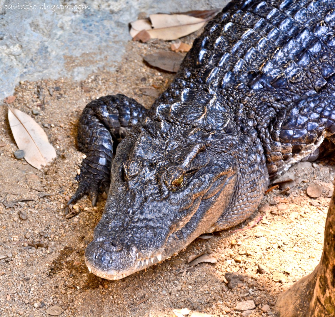 Entree Kibbles: Cleaning the Crocodile Den @ Dusit Zoo [Bangkok]