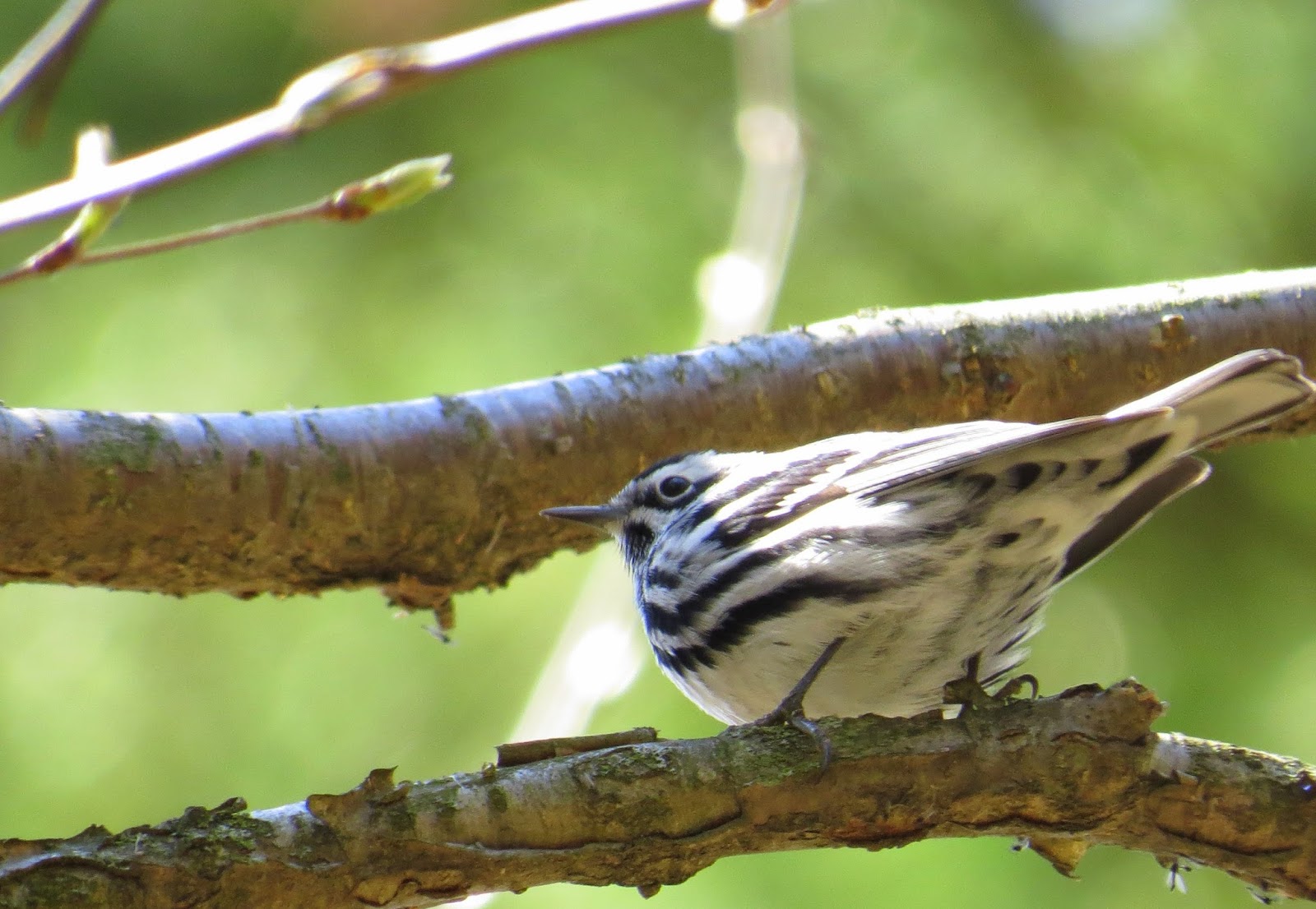 Waterloo Region Nature Field Trip to Thickson's Woods, Whitby, ON ...