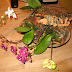 Orquídeas Blog de Angel Mar: Libros sobre Orquídeas en Castellano