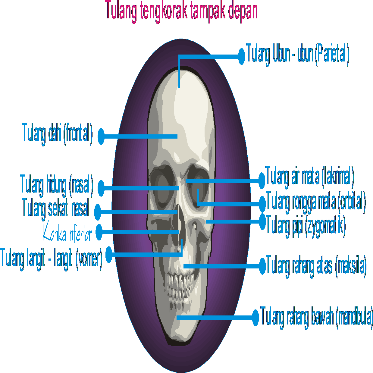 Sistem Gerak Badan Manusia | Gubuk Ambe