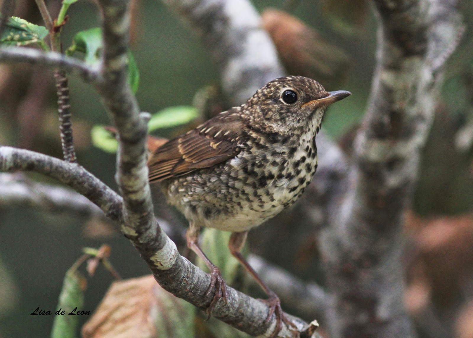 Birding with Lisa de Leon: Thrush Confusion