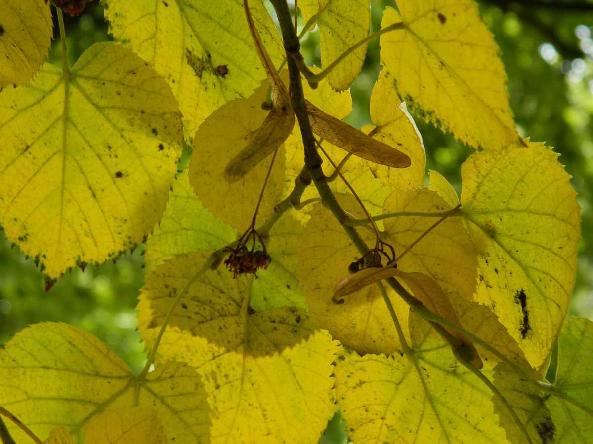 LA MULTI ANI, ROMANIA!: Frunze galbene de tei