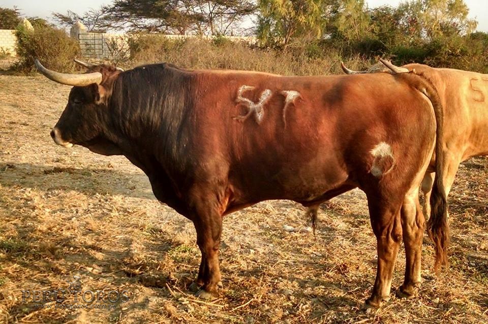 PERÚ TOROS: IMÁGENES DE LOS TOROS DE PAIJÁN Y SAN PEDRO PARA SAN MIGUEL
