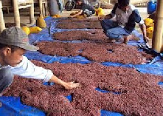 Tahap-Tahap Cara Budidaya Cacing Sutra di Kolam Terpal Dengan Tepat