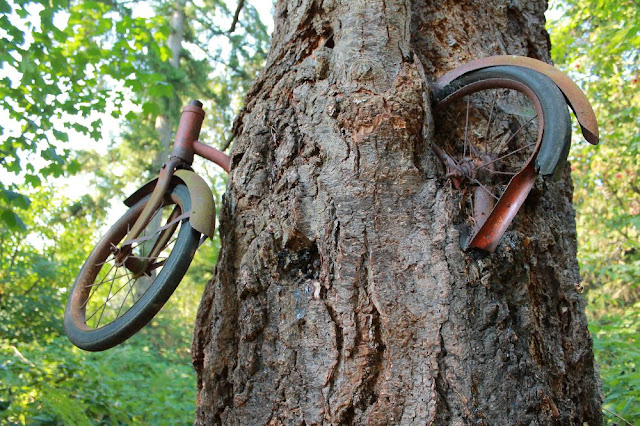 Vashon Island Bike Tree: The True Story Behind “a Boy Left His Bike ...