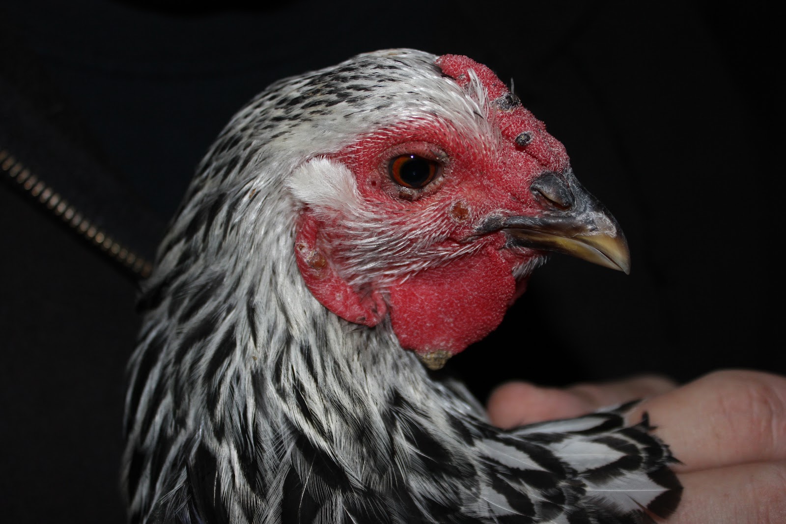 HighTail Farms: Chicken Surgery