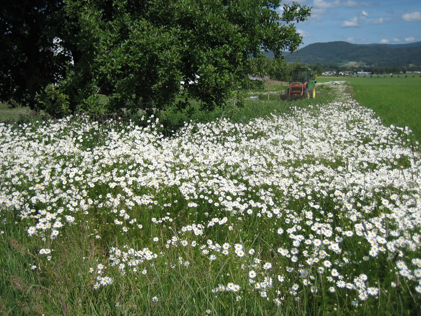 Planter i bestemors hage: Ugress