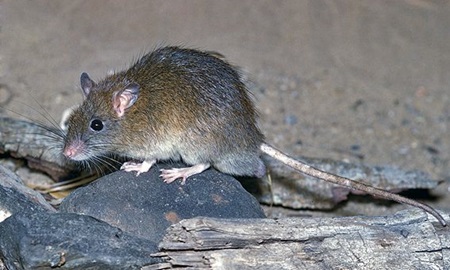 ON THE GRAPEVINE: 2017