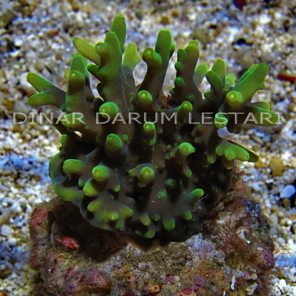 PT. DINAR DARUM LESTARI: Acropora spp