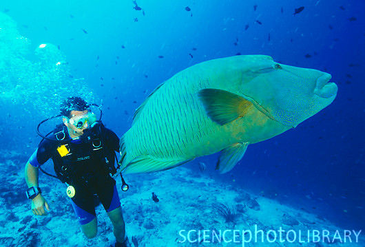 blues budak utara: Ikan Napoleon / Napoleon Wrasse