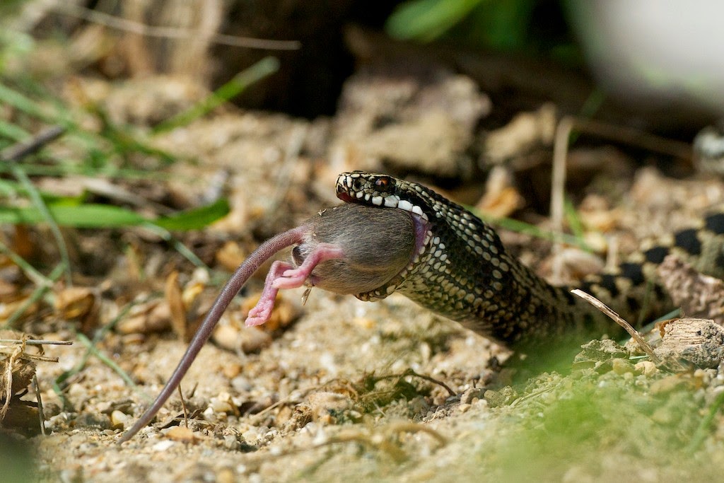 British Wildlife Centre ~ Keeper's Blog: Adder Feeding