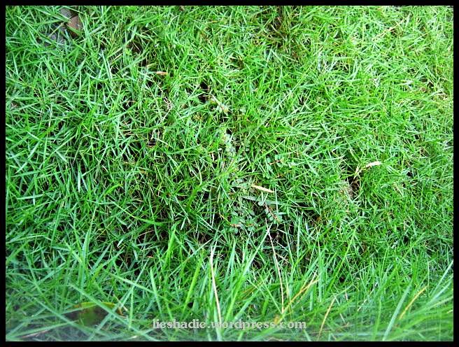 Inilah Jenis - Jenis Rumput Hias Yang Sering di Gunakan - Ragam Tanaman