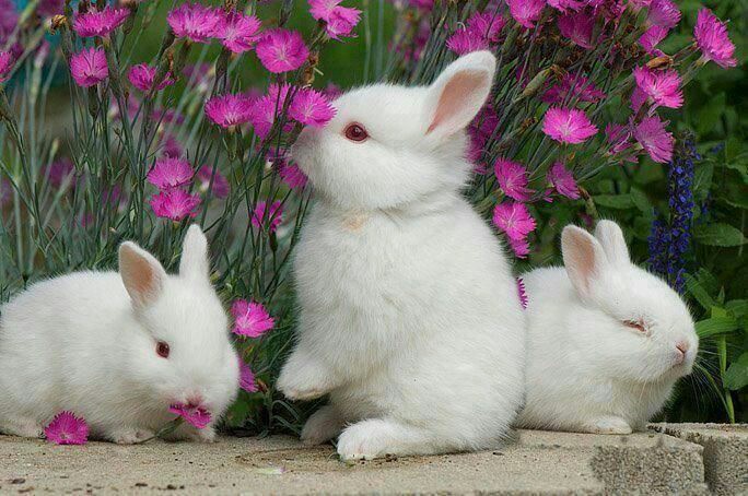 Beautiful Rabbits