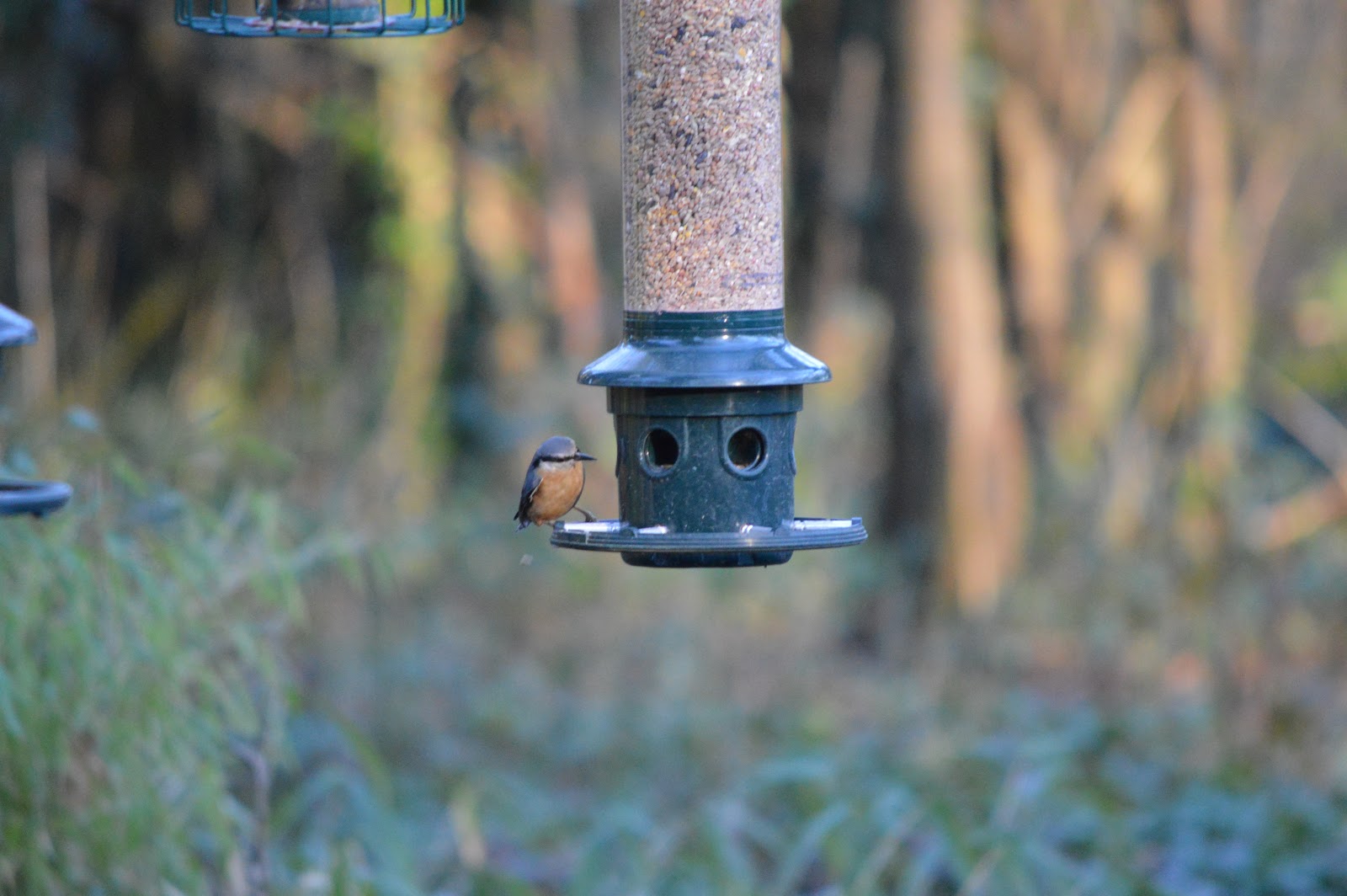 Zoo Volunteer: British Birds: Eurasian Nuthatch
