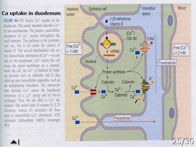 medical K.I.S.S: calcium absorption in gut