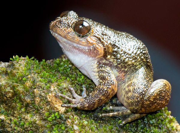 HD Animals: indian frog
