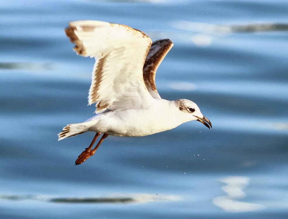 AVES DEL CIELO - BIRDS OF HEAVEN: GAVIOTAS EN VUELO