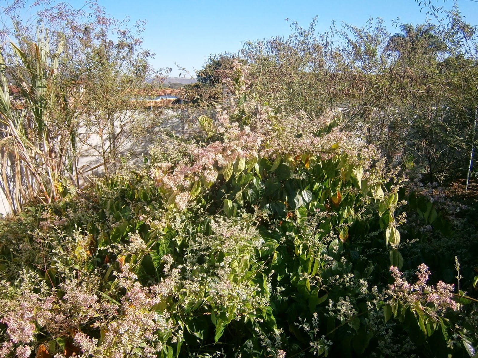 Zelando pela Chacrona e pelo Jagube: Segunda Floração do Jagube! Parte 2