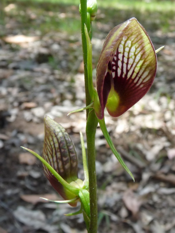 Ian Fraser, talking naturally: Some Christmas orchids