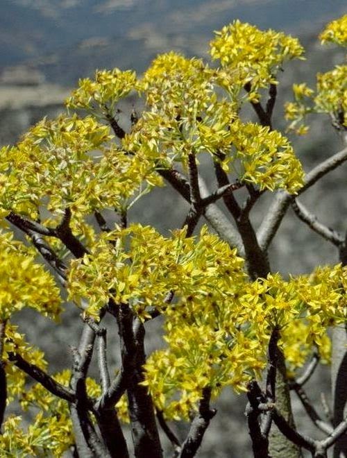 Así es Tlalpan: La Vegetación en Tlalpan