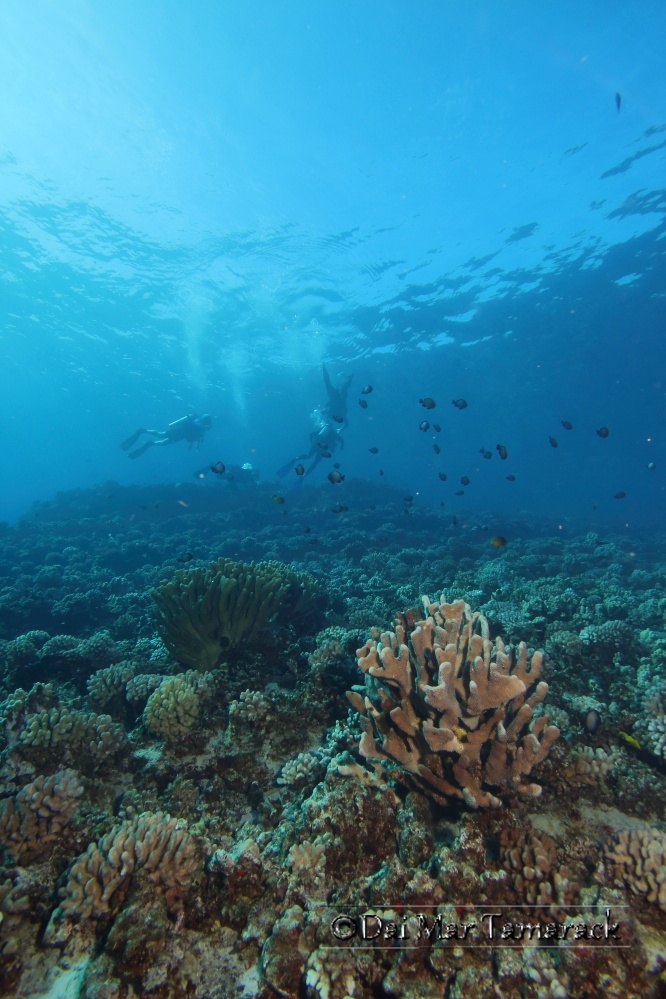 Capturing the Moment: Wide Angle Photos at Molokini Crater, Reef's End