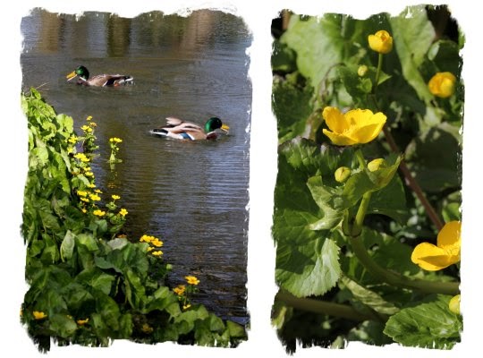 Wolf Moons and Muddypond Green: Flowers of the faeries - Kingcups ...