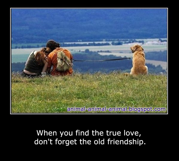 Cute Animal Relationship Memes