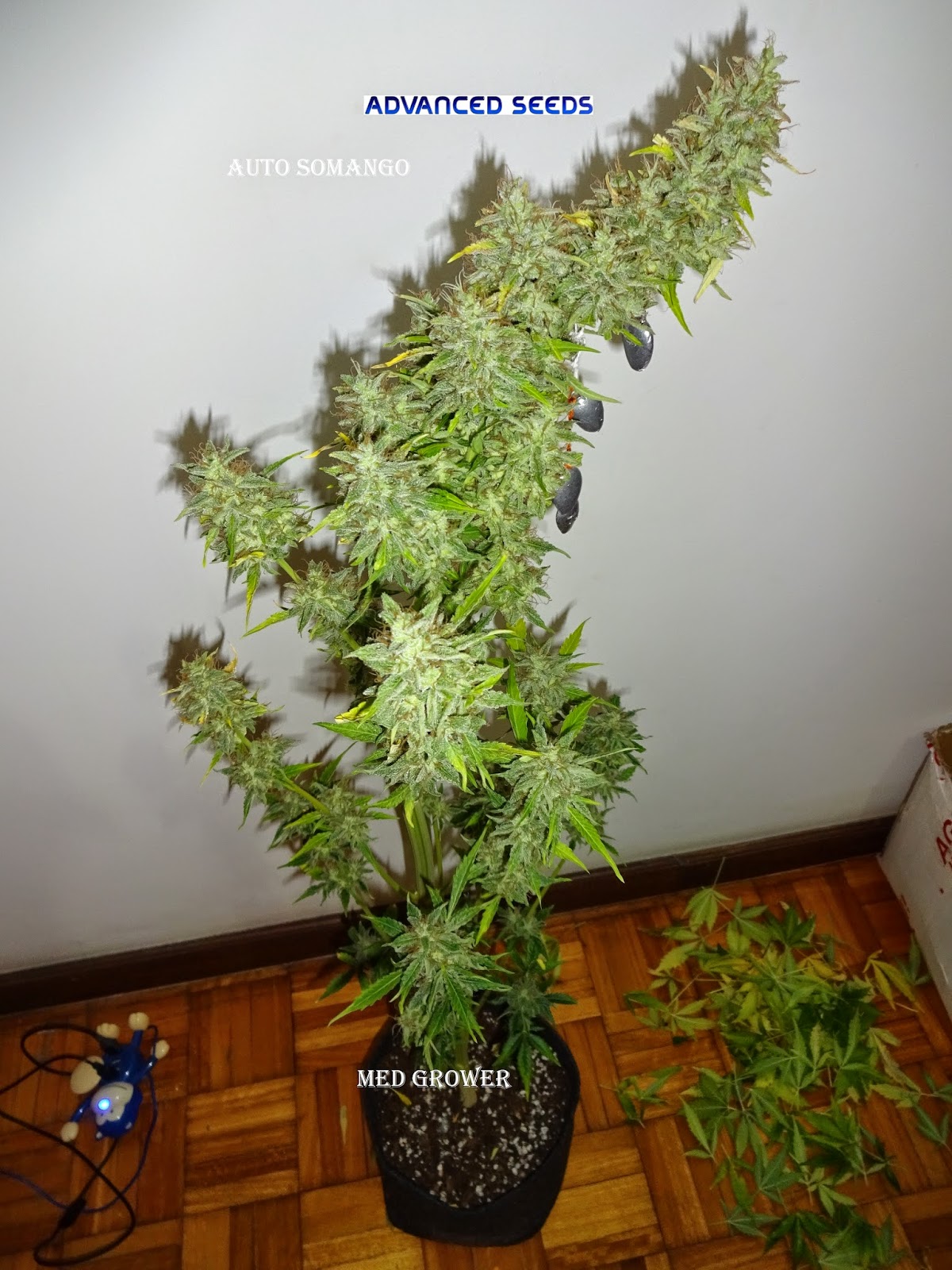 Especial : Colheita Auto Somango