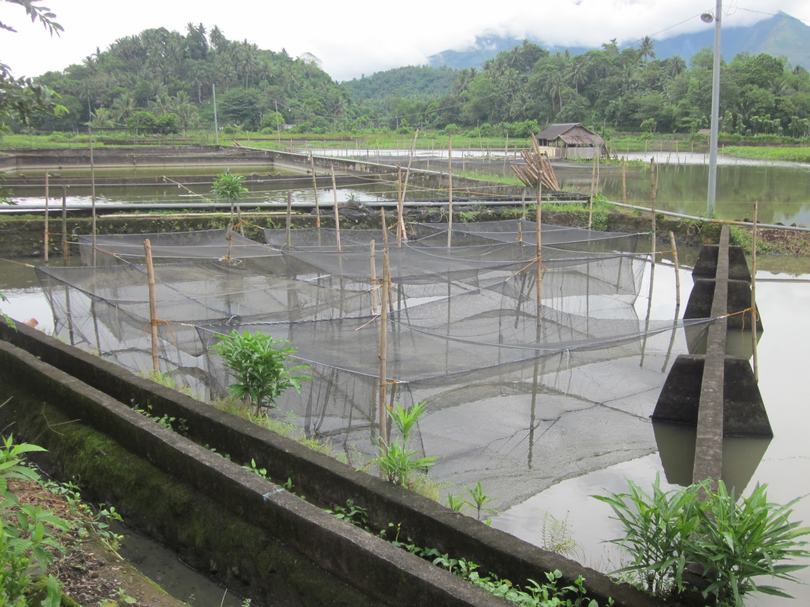 Sinarapan sa Buhi: Photo Gallery