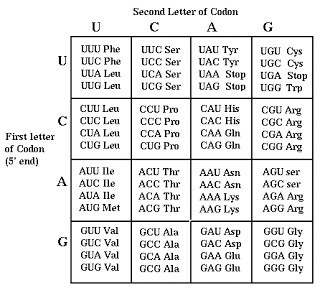 la breda in rete: 2A - Il codice genetico