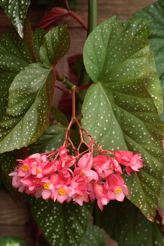 John & Maria's Garden Pages: Garden Blogger's Bloom Day May 2012