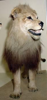 para subir fotos: leon del cabo