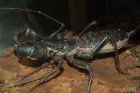 Animales en el Planeta: Los uropigios o uropígidos (Uropygi)