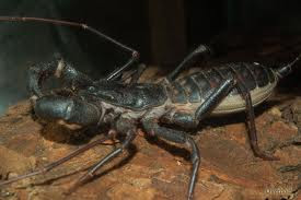 Animales en el Planeta: Los uropigios o uropígidos (Uropygi)