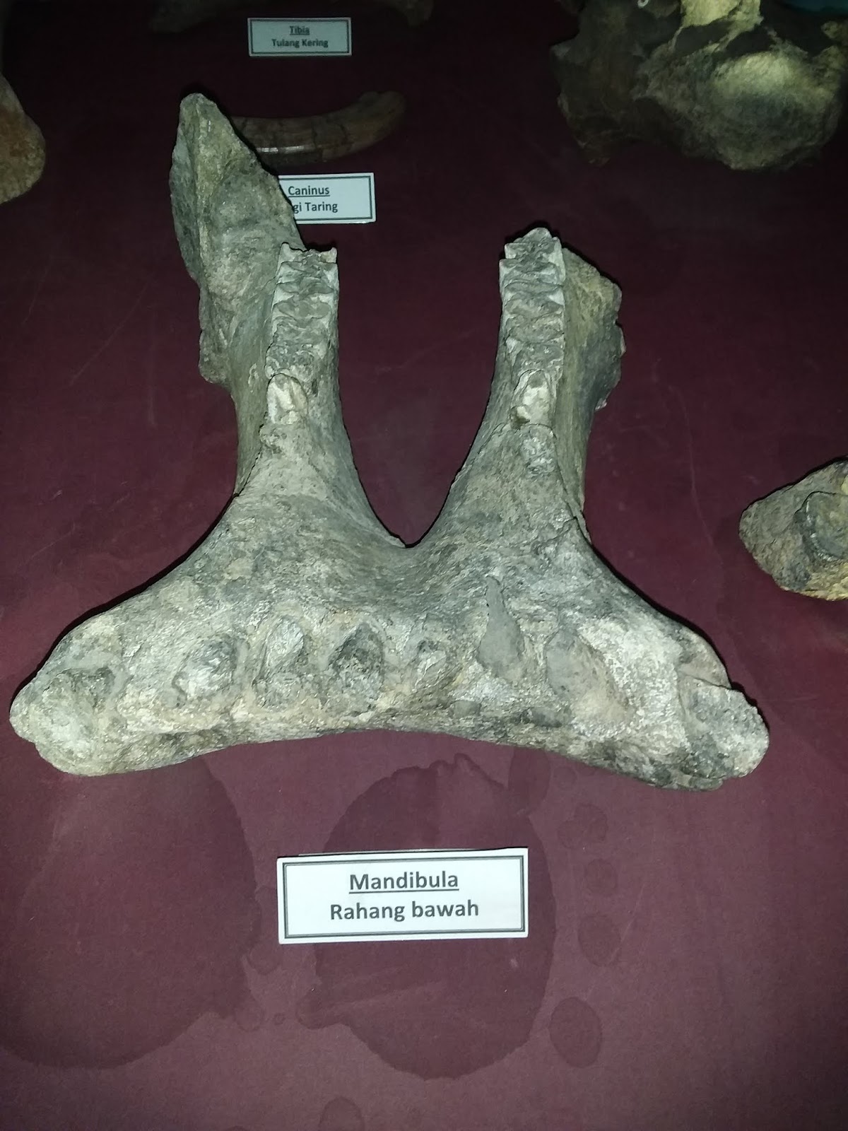 Sangiran Museum the World Heritage Site