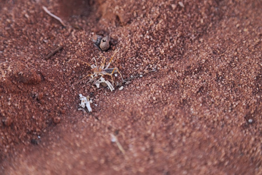 Birds of Saudi Arabia: Camel Spider near Tabuk – Record by Viv Wilson