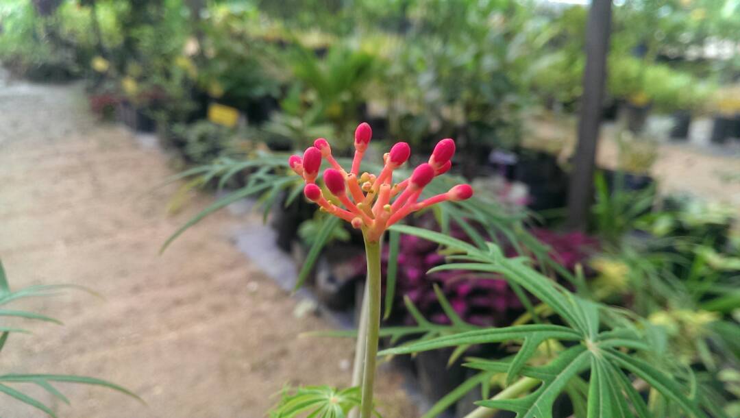 Nurseri Melur.com: Berapa jenis pokok jarak yang ada sebenarnya?