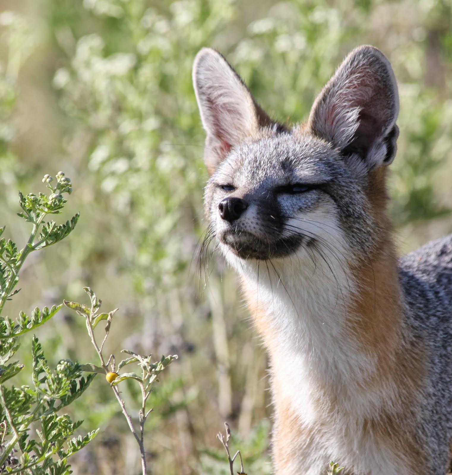Big Bend - Texas Nature: fox-a-day #10
