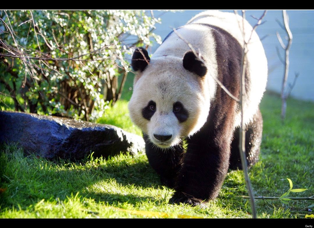 Kawaii Cutie Blog: The Best Panda Pictures