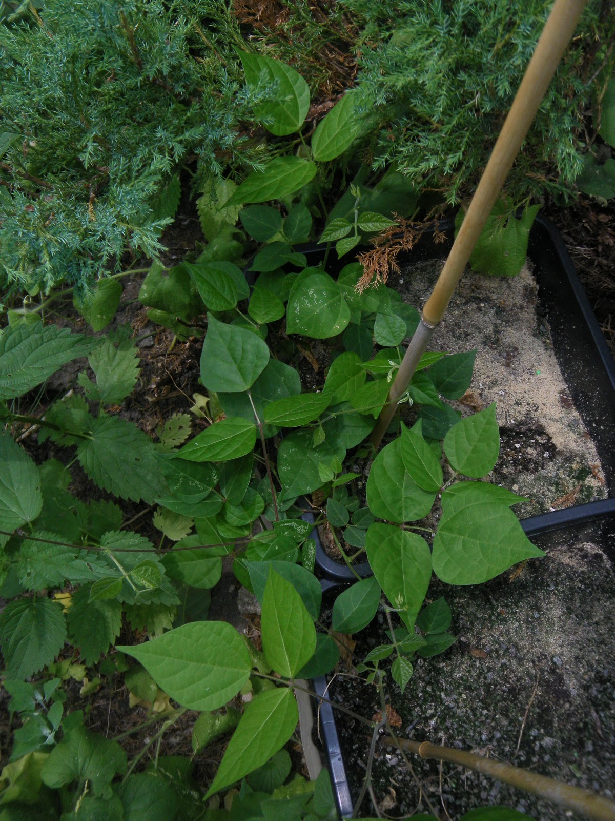 Scirpidiella's Plants: Wild Perennial Hardy Bean (Phaseolus polystachios)