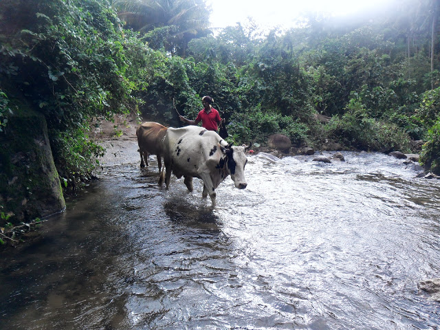 Tamilnadu Tourism: Kundaru Falls, Sengottai, Thirunelveli