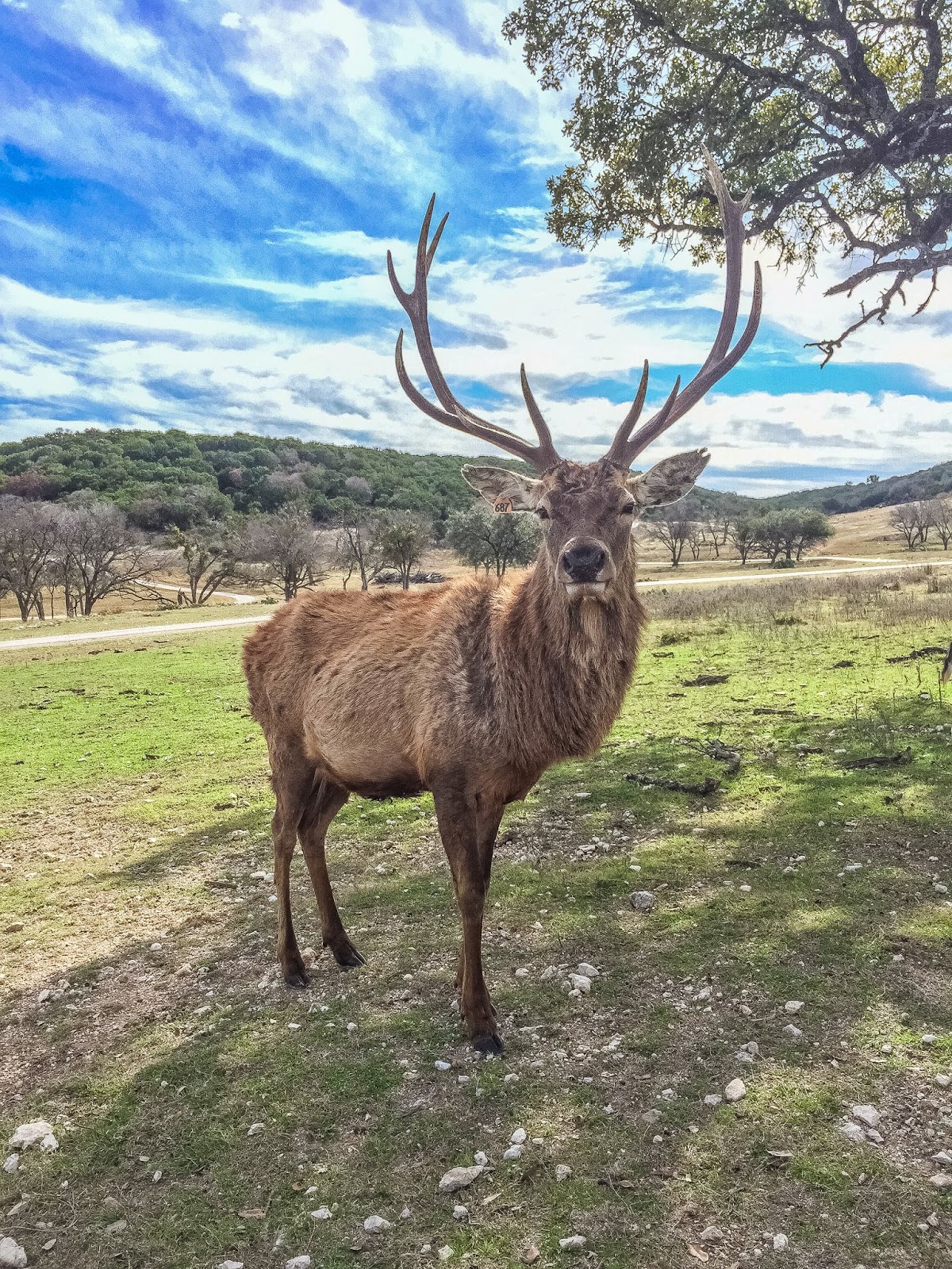 Cannundrums: Red Deer